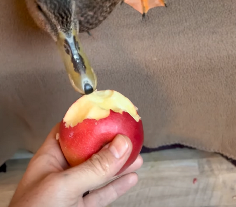 Can Ducks Eat Apples? The Quacking Truth